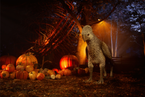 Harry Potter A Forbidden Forest Experience - Designooor